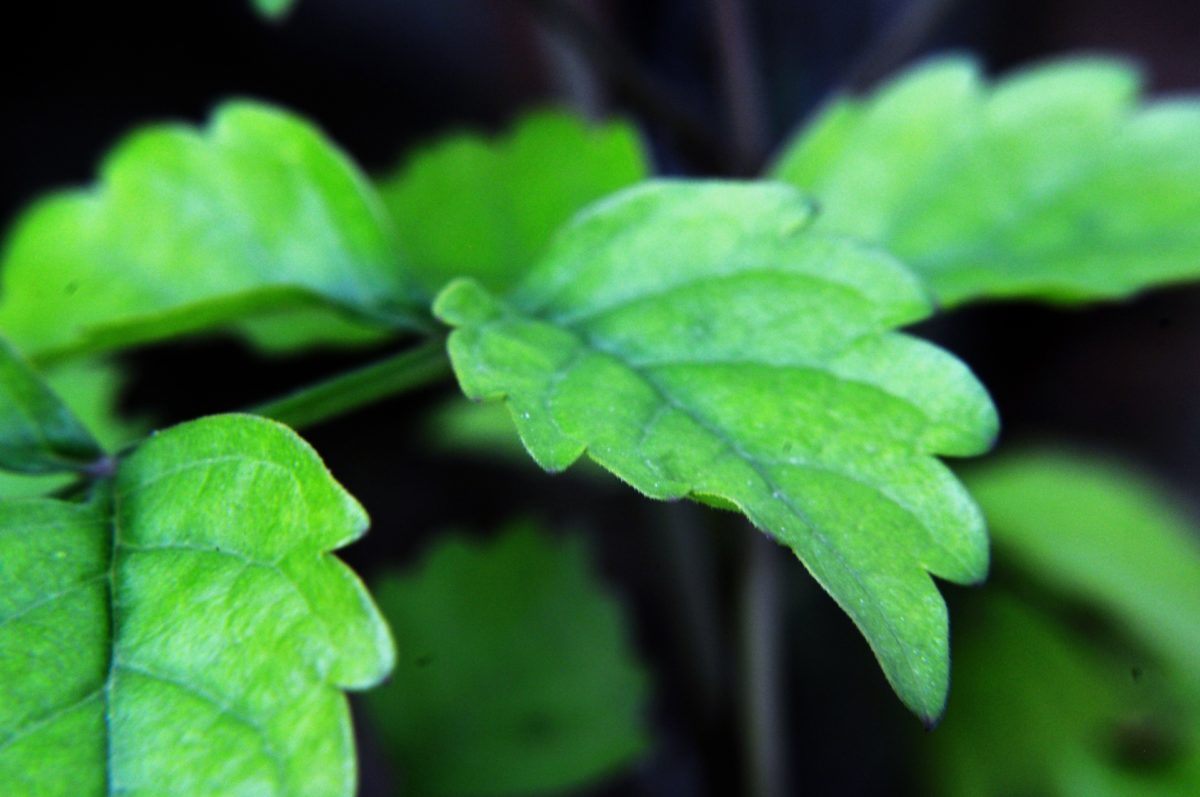 Sun vs shade – Cameron Nursery