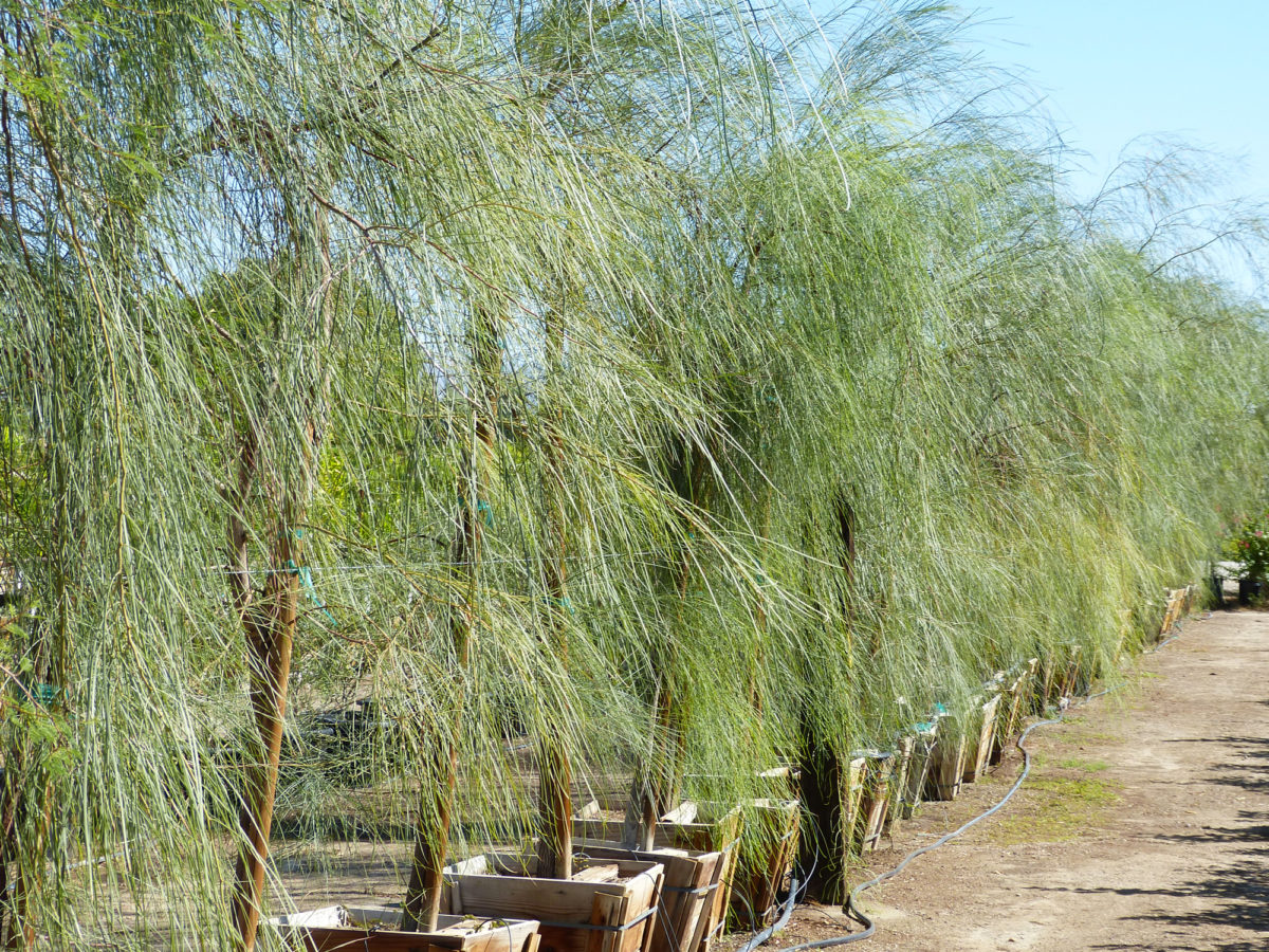 Cameron Nursery – The Biggest Citrus Farm